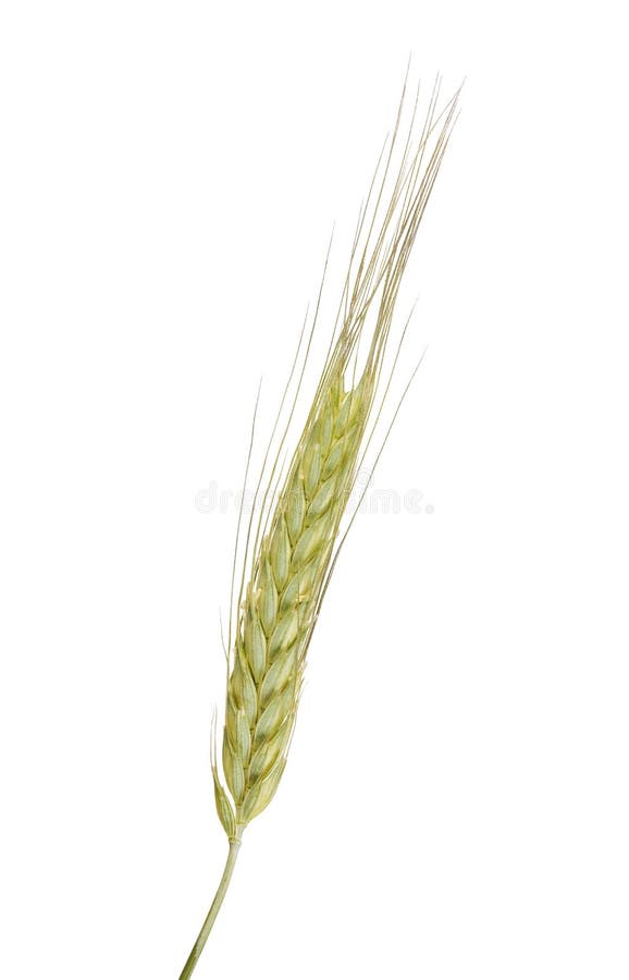 1,294 Single Corn Kernel Stock Photos - Free & Royalty-Free Stock ...