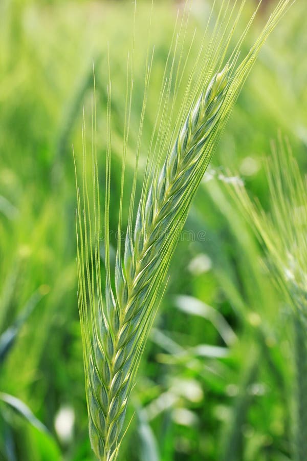 Green Barley Spike stock image. Image of grain, barley - 38840995