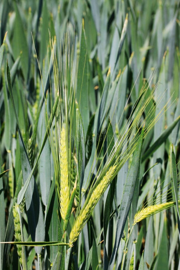 Green Barley Spike stock image. Image of spike, detail - 38840985