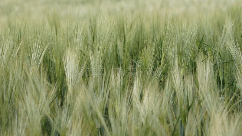 Green barley texture stock image. Image of barley, plant - 186005041