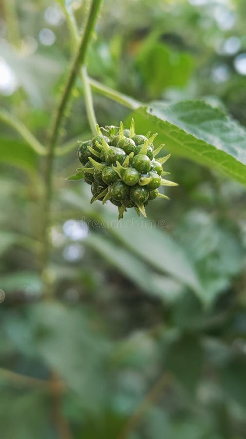 116 Barry Tree Stock Photos - Free & Royalty-Free Stock Photos from ...