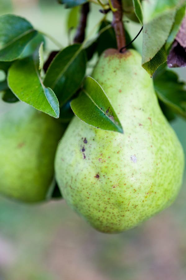 Green Bartlett Pears or Williams Pears Growing in Pear Tree Stock Image ...