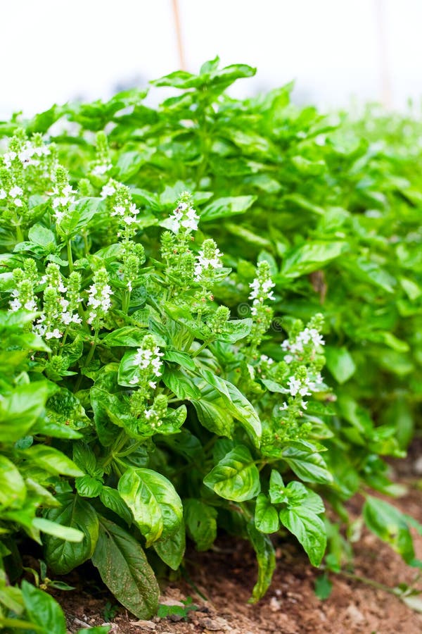 Basil stock photo. Image of foliage, culinary, leaves - 19139008