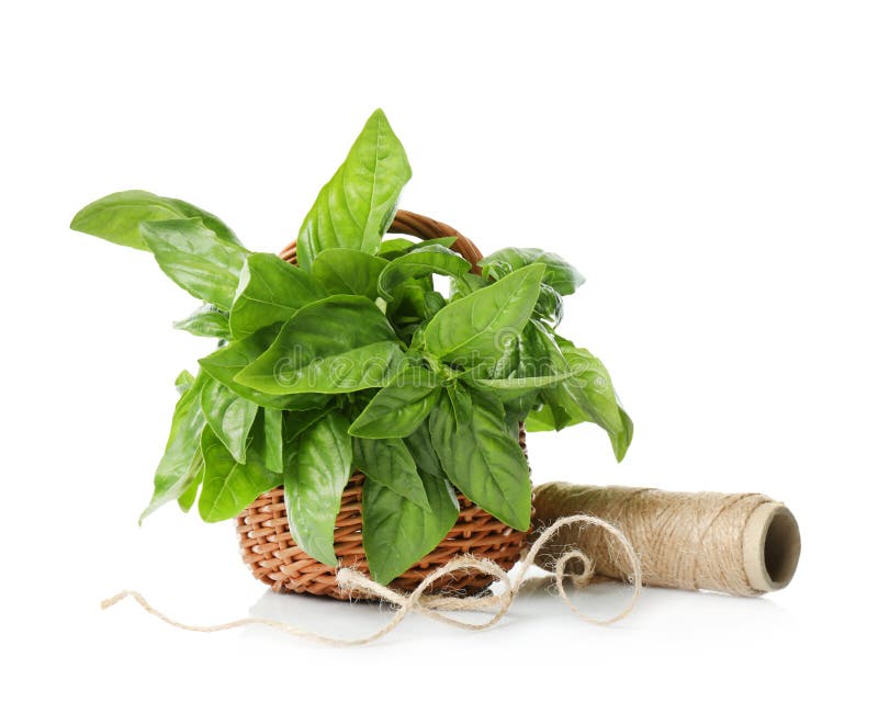 Green Basil in Basket and Coil of Rope on White Background Stock Image ...