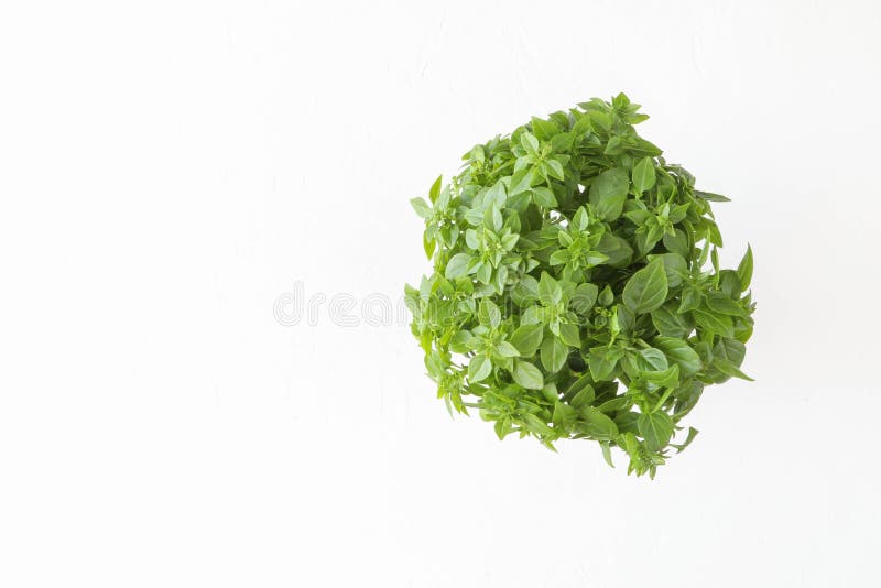 Green Basil Bush in a Pot on a White Background in Sunlight - Top View ...