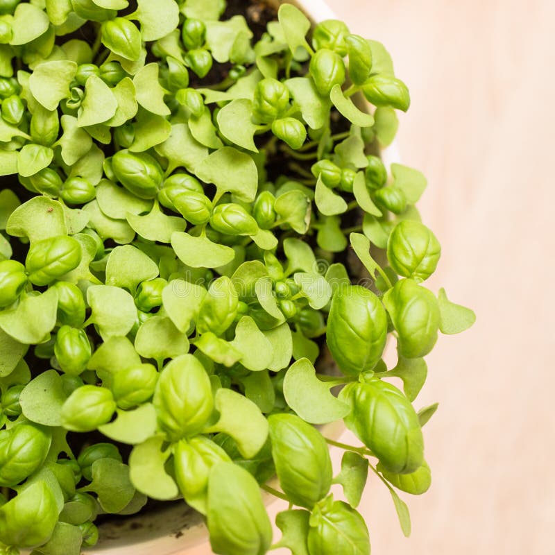Green basil stock photo. Image of herb, healthy, branch - 73698578