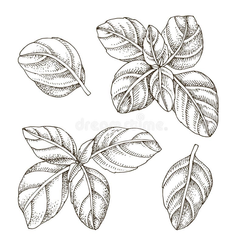 Green Basil Hand Drawn Vector Illustration Stock Image - Image of white ...