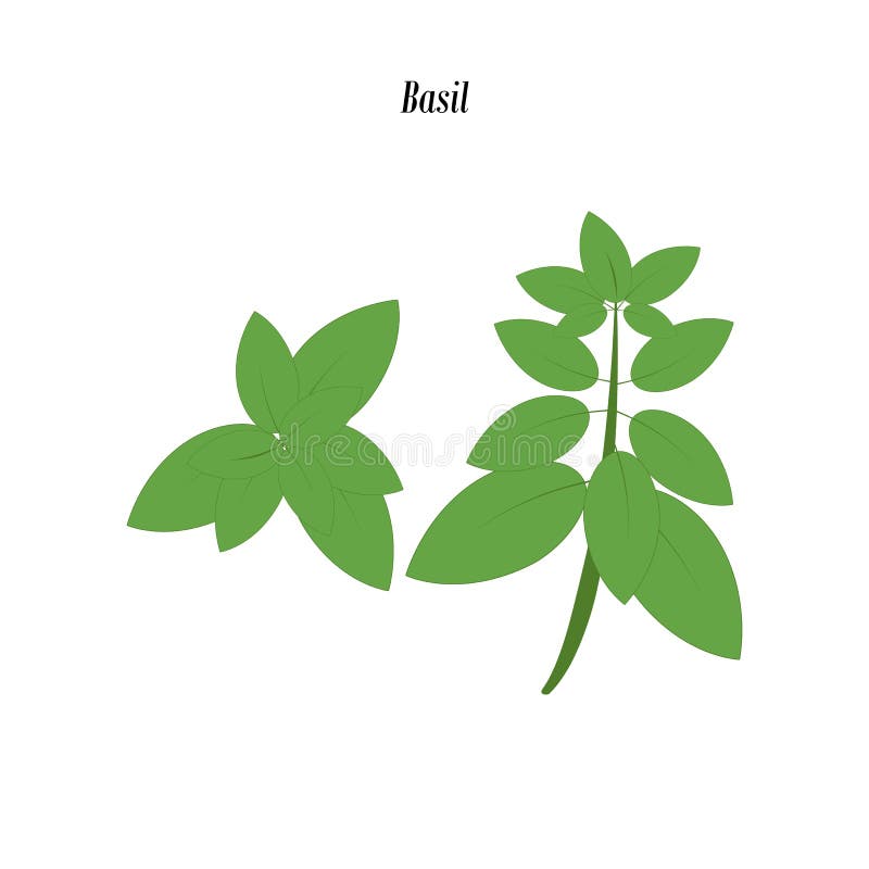 Basil Illustration, Drawing, Engraving, Ink, Line Art, Vector Stock ...