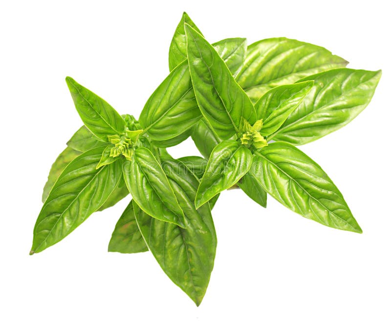 Green basil stock image. Image of close, scented, herb - 50117499