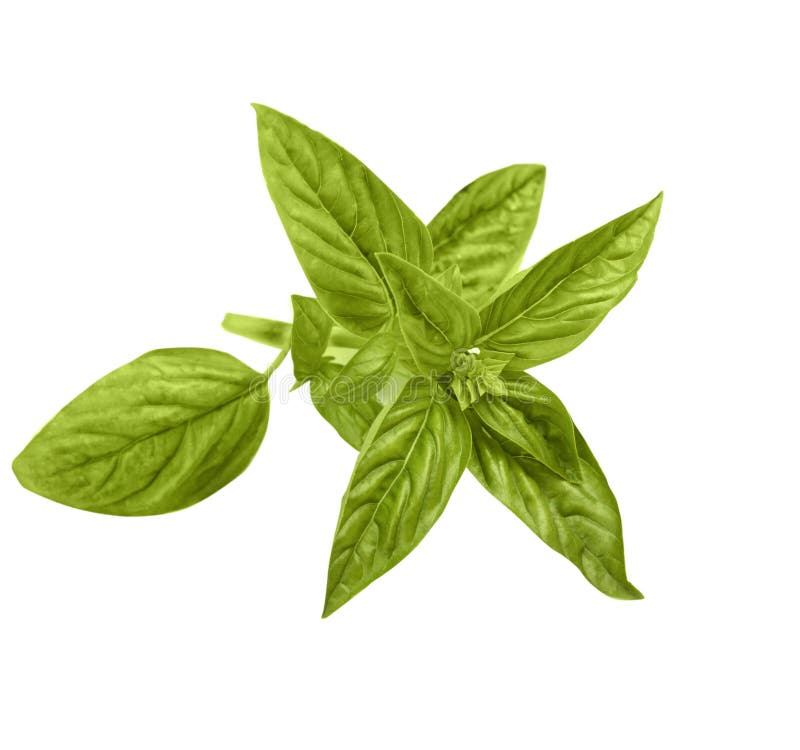 Green basil stock image. Image of clean, ripe, plants - 54140311