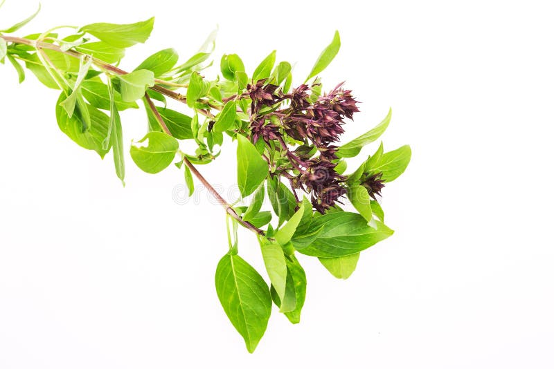 Green basil stock image. Image of spice, white, basil - 42789479