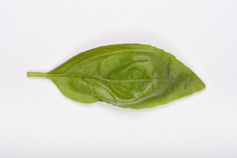 Green basil leaf stock photo. Image of visible, organic - 377906634