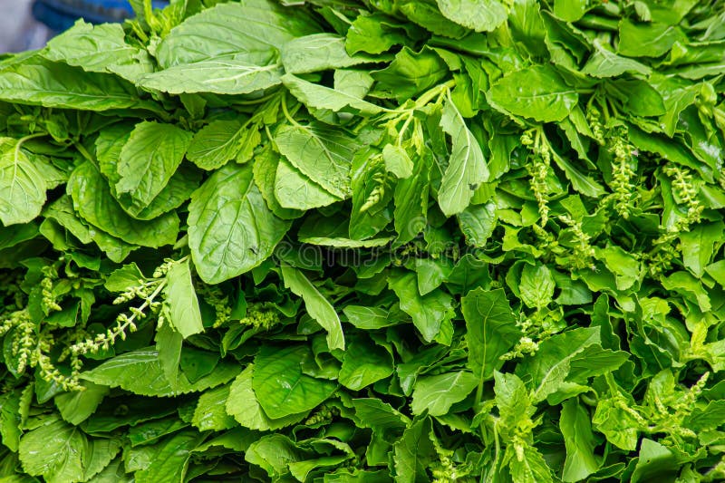Green Basil Leaf Texture As a Background, Basil Leaves Closeup, Green ...