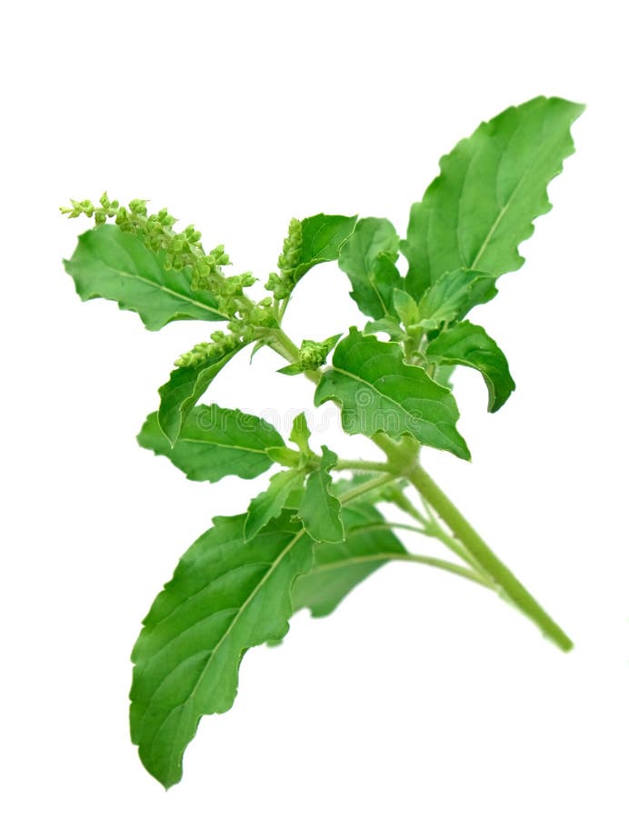 Green Freshness Basil Leaves and Flower Herb Isolated on White ...