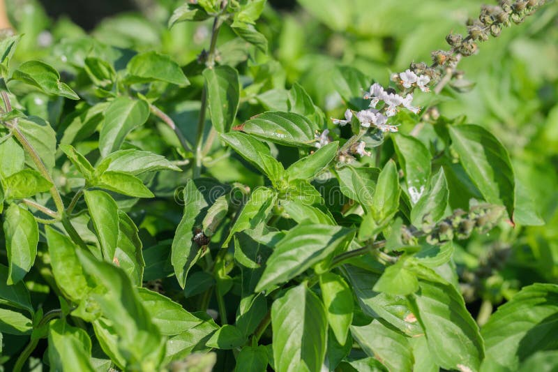 Green Basil Plant (Genus Ocimum). Stock Photo - Image of plant, ocimum ...