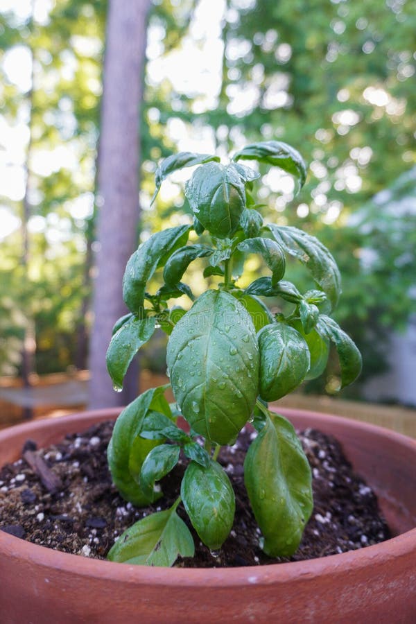 A Green Basil Plant Growing in a Pot in Summer Stock Image - Image of ...