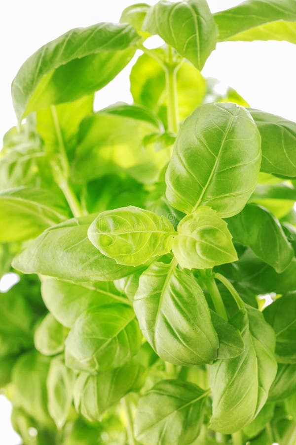 Green basil plant stock photo. Image of diet, health - 228369094