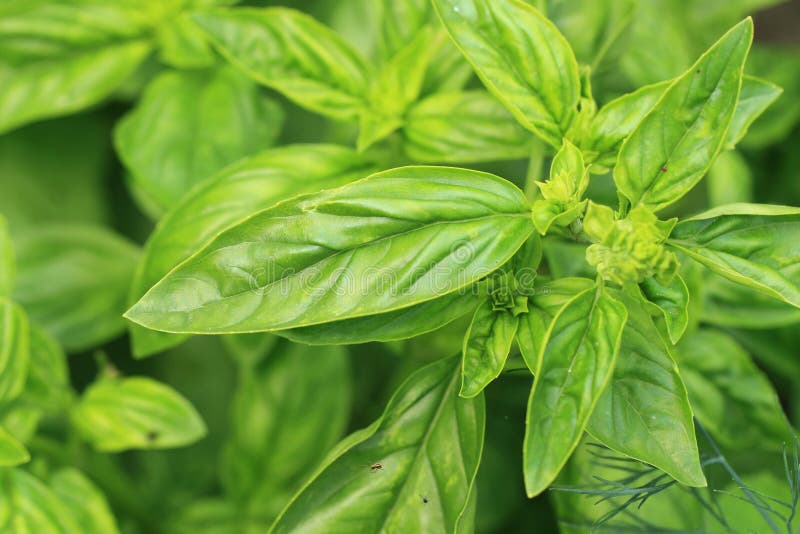 Green basil plant stock photo. Image of seasoning, aromatic - 97578500
