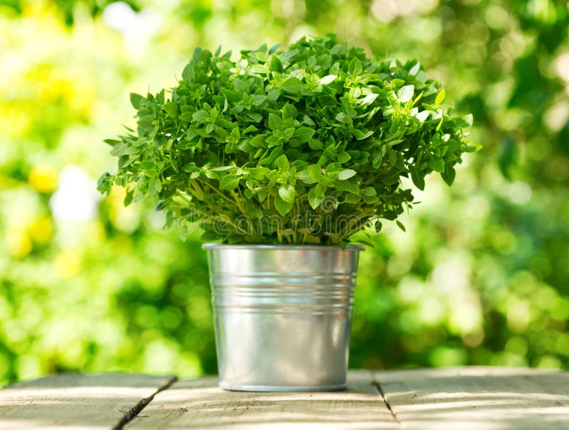 Basil Picture. Image: 15435616