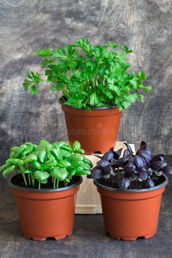 Green Basil,red Basil,parsley. Stock Image - Image of plant, basil ...