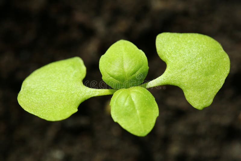 Green basil seedling macro stock photo. Image of good - 77966546