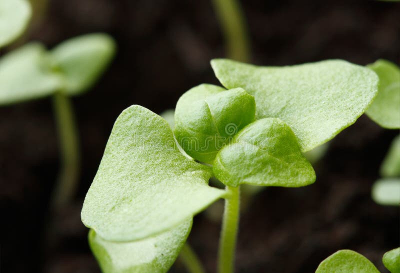 Green basil seedling stock image. Image of green, garden - 52723937