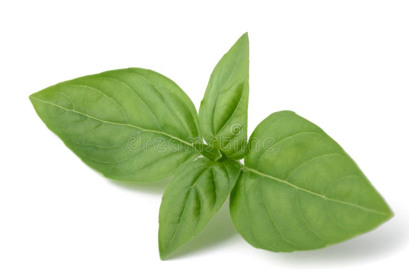 Basil Sprig stock photo. Image of ingredient, sprig, garnish - 4418502