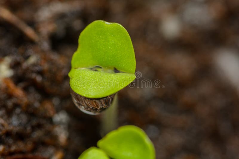 Green Basil Sprout with a Drop Falling from One of Its Leaves after ...