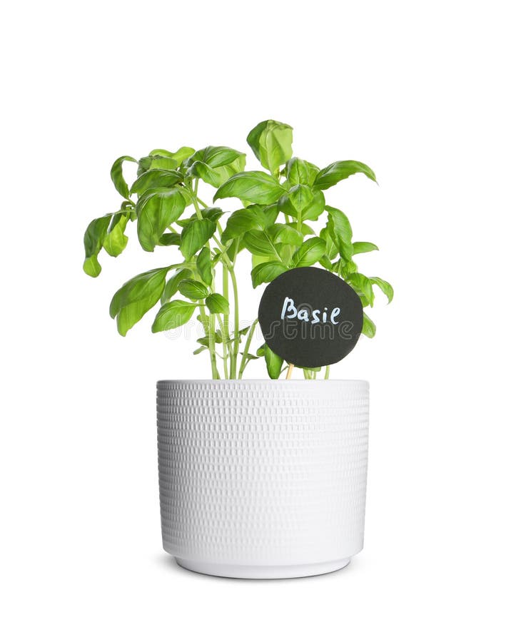 Green Basil with Tag in Pot Isolated on White Stock Photo - Image of ...