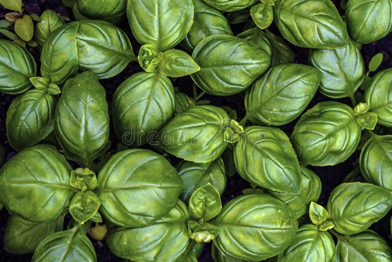 Green basil texture stock image. Image of gourd, dish - 222774985