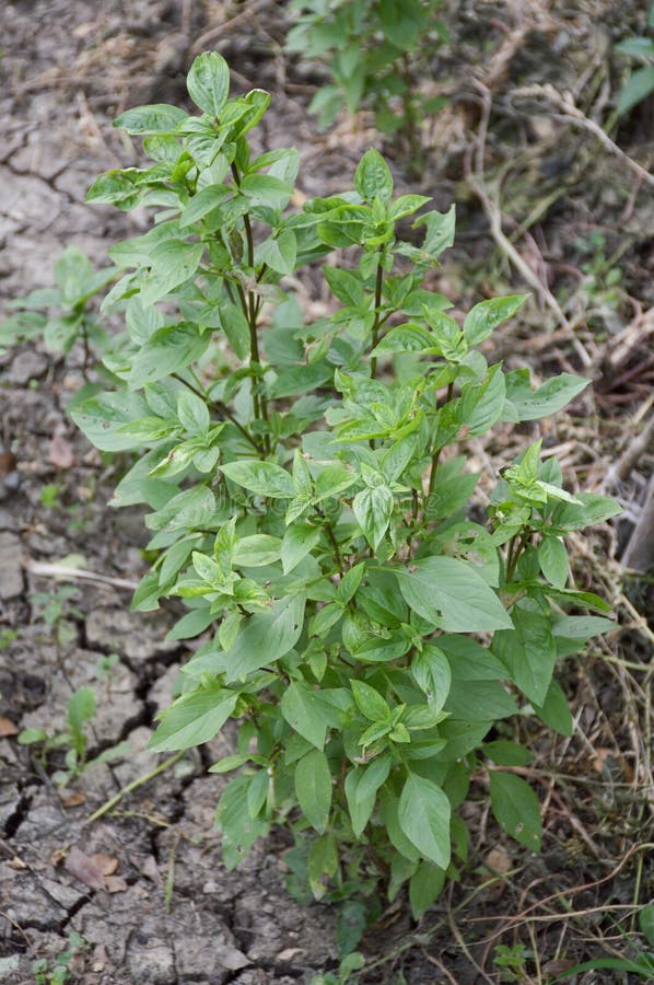 Green Basil Tree in Nature Garden Stock Image - Image of fresh, ocimum ...