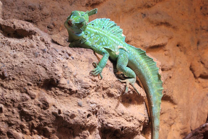 Green basilisk stock image. Image of jesus, animal, christ - 22682503