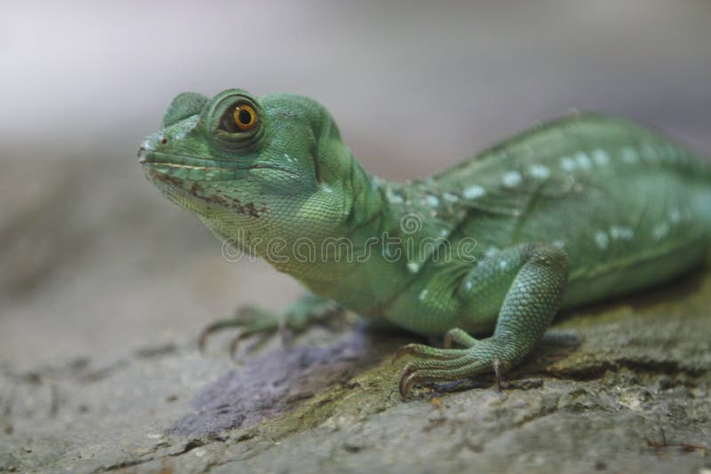 Green Basilisk stock photo. Image of latin, basilisk - 29547052