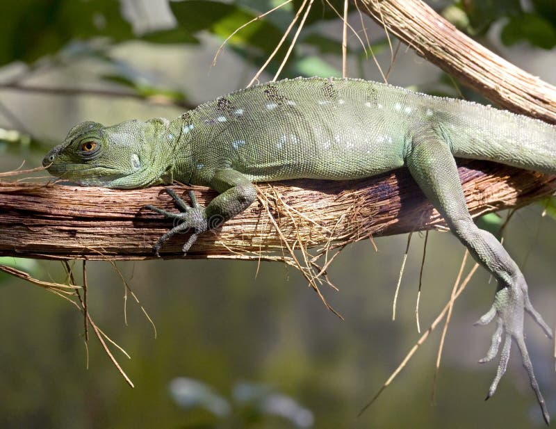 Green basilisk 5 stock photo. Image of tropical, rare - 25527794