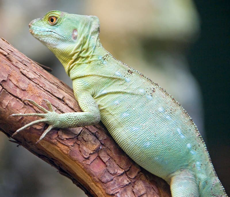 Green basilisk 5 stock image. Image of tree, poikilothermic - 2959529