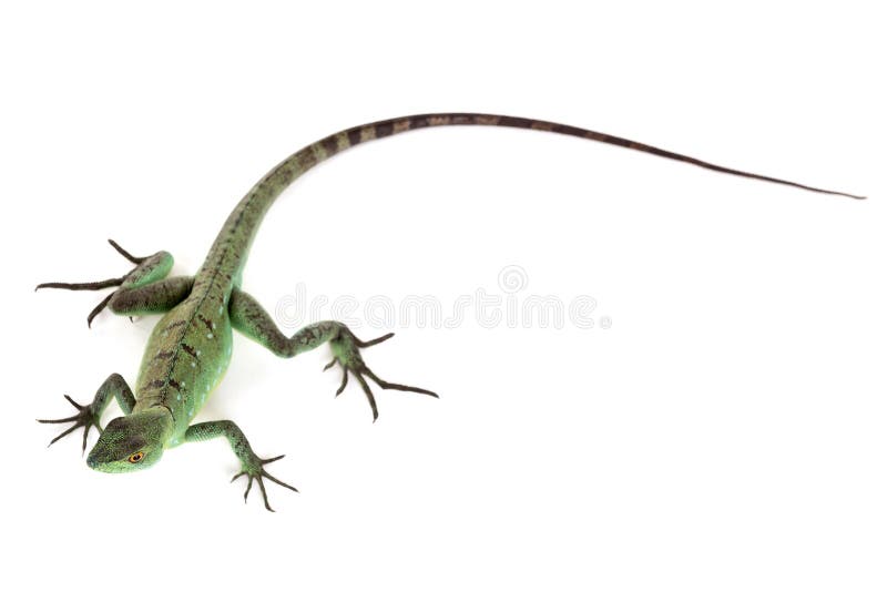 Baby Basilisk Sunning on Rock Stock Image - Image of basiliscus, rocks ...