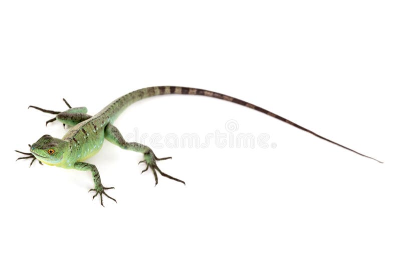 Baby Basilisk Sunning on Rock Stock Image - Image of basiliscus, rocks ...