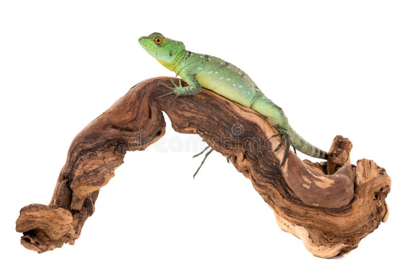 Baby Basilisk Sunning on Rock Stock Image - Image of basiliscus, rocks ...