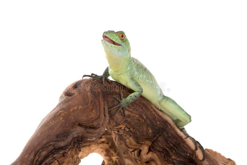 Baby Basilisk Sunning on Rock Stock Image - Image of basiliscus, rocks ...
