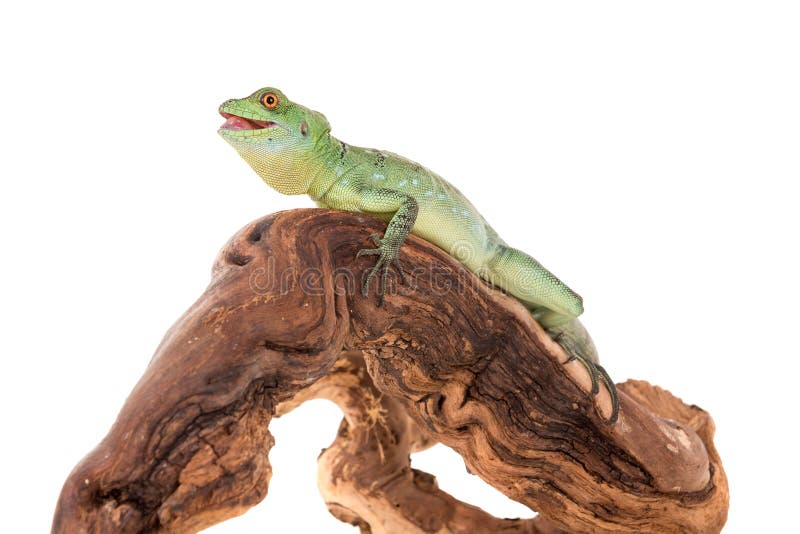 Baby Basilisk Sunning on Rock Stock Image - Image of basiliscus, rocks ...