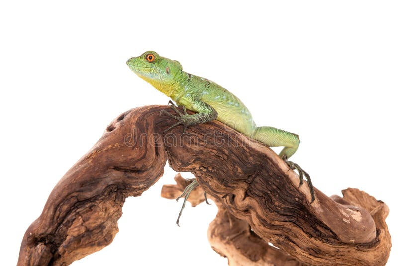 Baby Basilisk Sunning on Rock Stock Image - Image of basiliscus, rocks ...