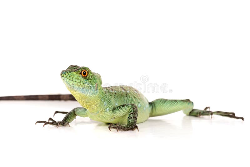 Baby Basilisk Sunning on Rock Stock Image - Image of basiliscus, rocks ...