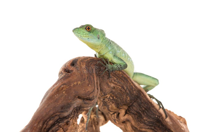 Baby Basilisk Sunning on Rock Stock Image - Image of basiliscus, rocks ...