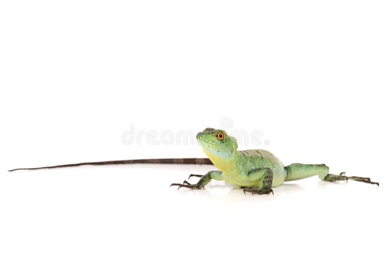 Baby Basilisk Sunning on Rock Stock Image - Image of basiliscus, rocks ...