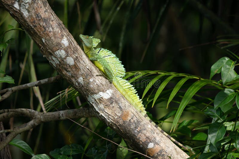 The Green Basilisk Basiliscus Plumifrons Stock Image - Image of colour ...