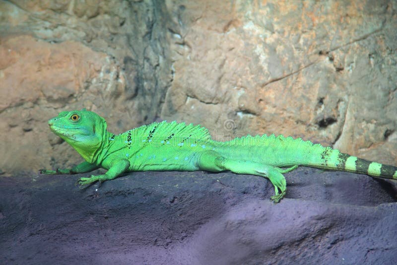 Green Basilisk Lizard (Basiliscus Plumifrons) Stock Image - Image of ...
