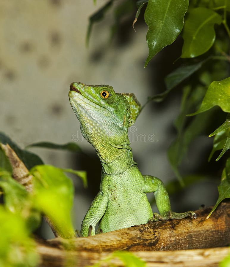 BASILIC VERT Basiliscus Plumifrons Stock Photo - Image of head, three ...