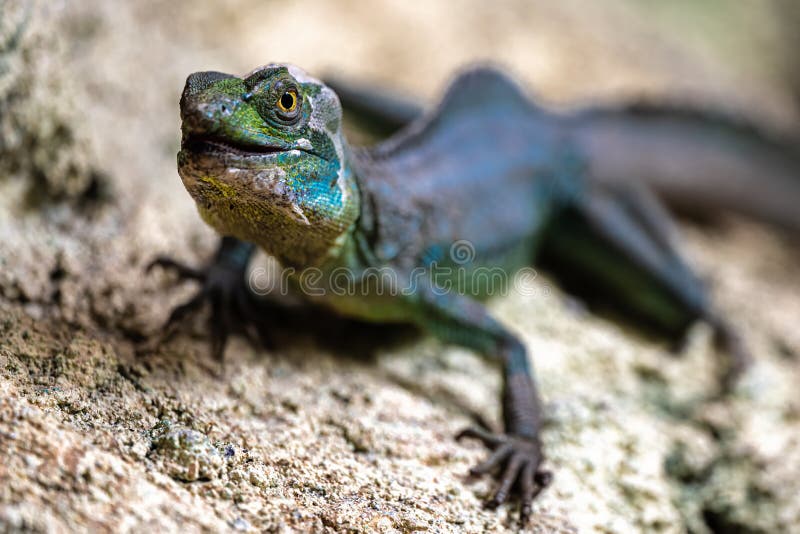 Green Basilisk stock image. Image of gecko, reptilia - 254494183