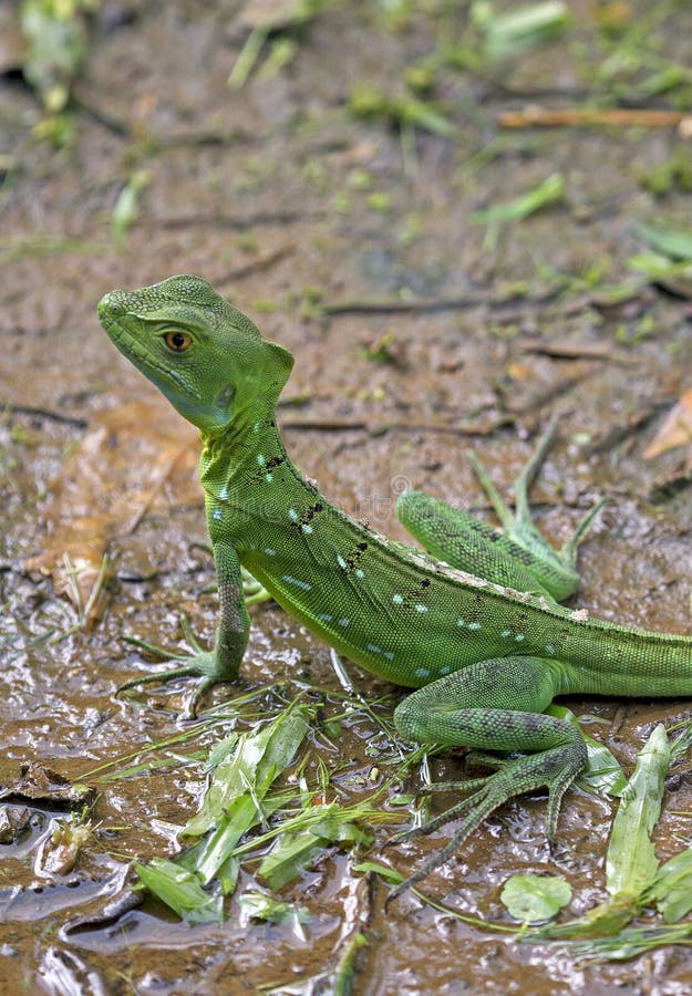 Green basilisks lizard stock photo. Image of plumifrons - 110467596