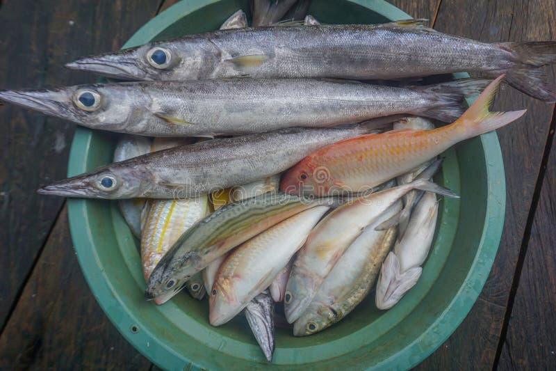 A Green Basin Filled with a Fresh Catch of Various Colorful Fish, Laid ...